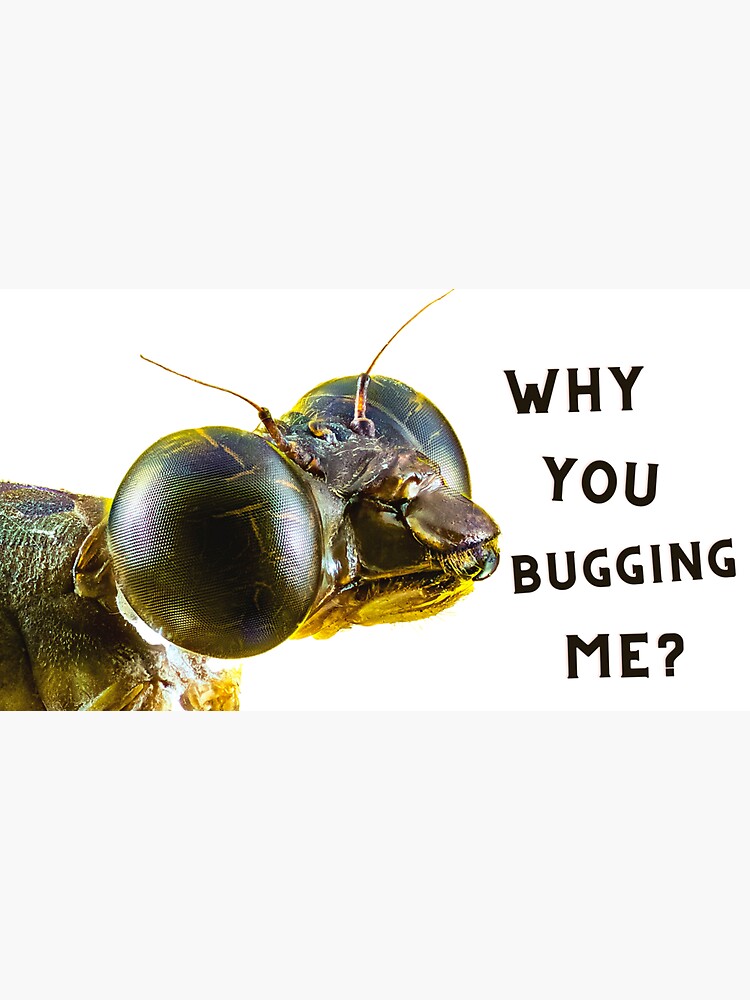 "Why's everyone always bugging me?" Sticker for Sale by warwickcraft ...