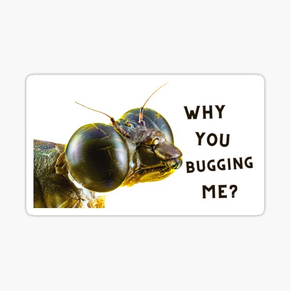 "Why's everyone always bugging me?" Sticker for Sale by warwickcraft ...
