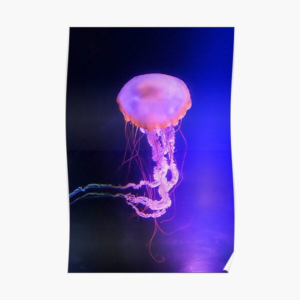 Jellyfish Posters | Redbubble