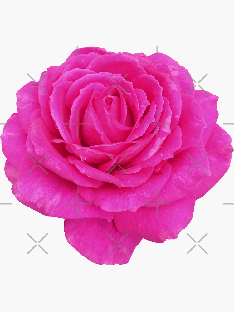 "Only pink roses please" Sticker for Sale by afkor555 | Redbubble