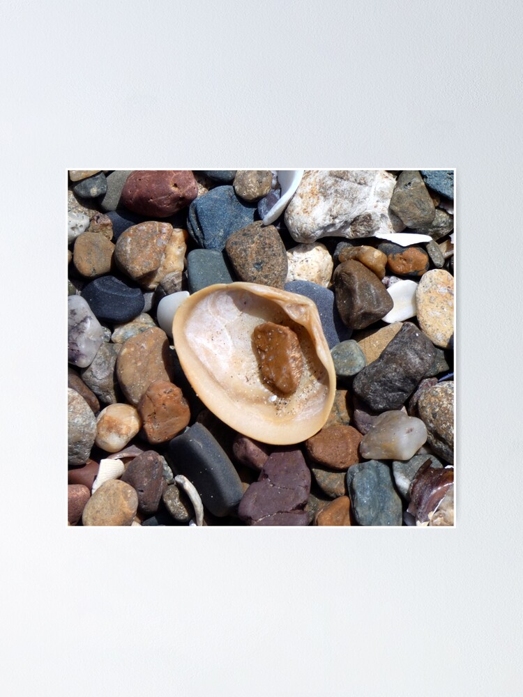 "shell" Poster for Sale by KathleenDawson | Redbubble