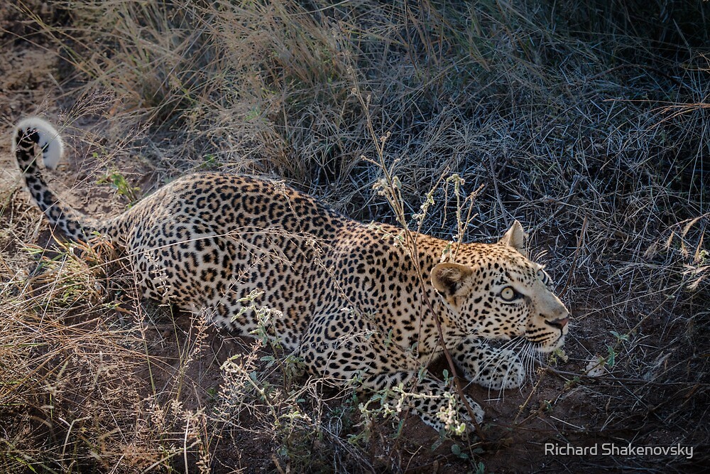 "Stalking Leopard" by Richard Shakenovsky | Redbubble