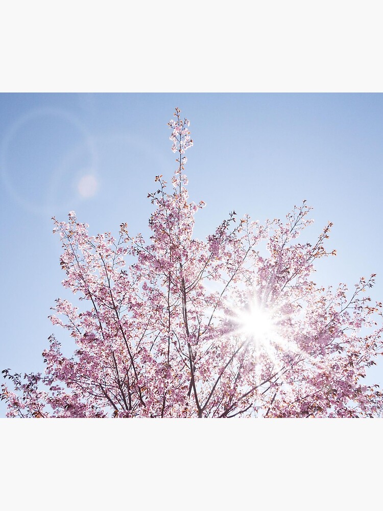 "sun rays pass through pink flowers of a wow tree" Photographic Print ...