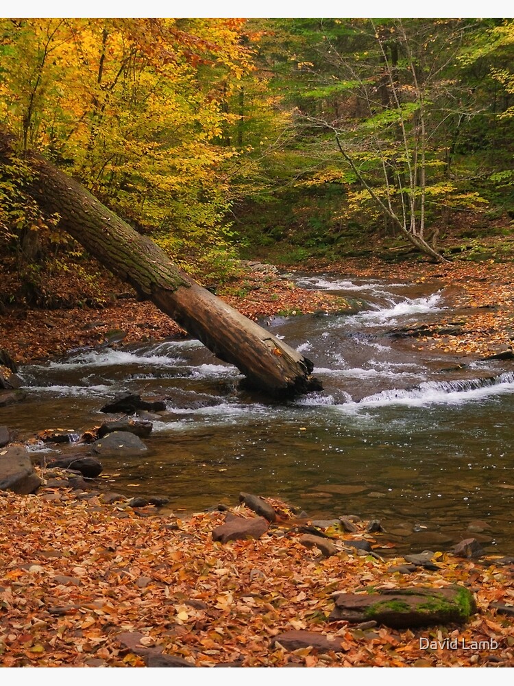 "Stream Bed" Poster for Sale by dlamb | Redbubble