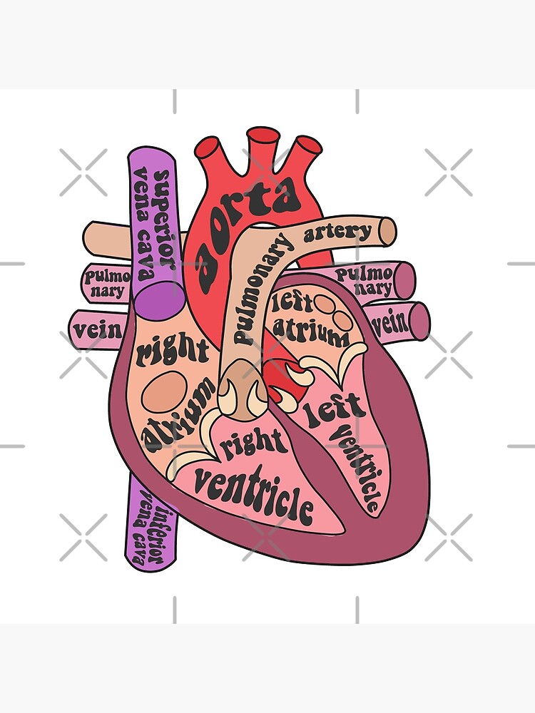 Póster «corazón anatómico» de preslavagenova | Redbubble