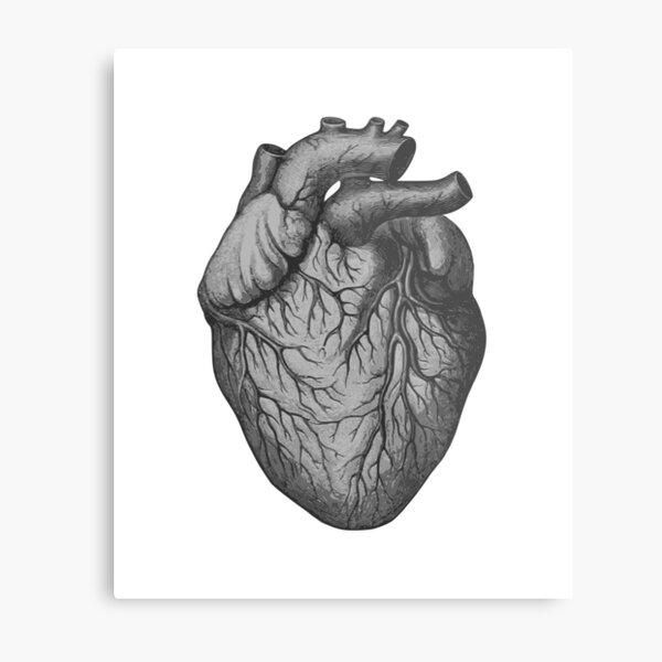 Lámina metálica «Dibujo de un corazón humano - Corazón anatómico ...