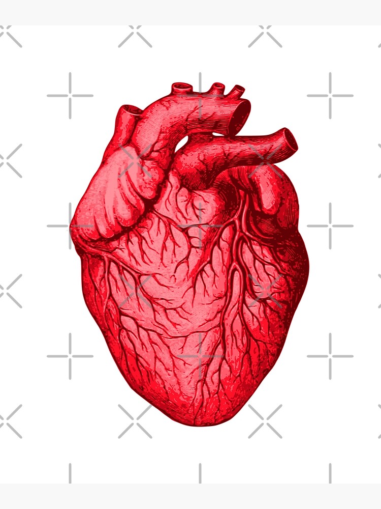 Lámina artística «Dibujo rojo de un corazón humano - Corazón anatómico ...