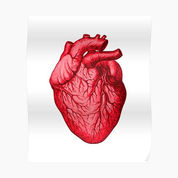 Póster «Dibujo rojo de un corazón humano - Corazón anatómico enmarcado ...
