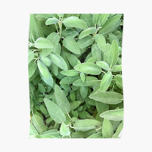 "Sage" Poster for Sale by Emy-ly-art | Redbubble