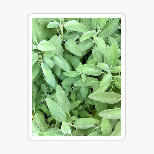 "Sage" Sticker for Sale by Emy-ly-art | Redbubble
