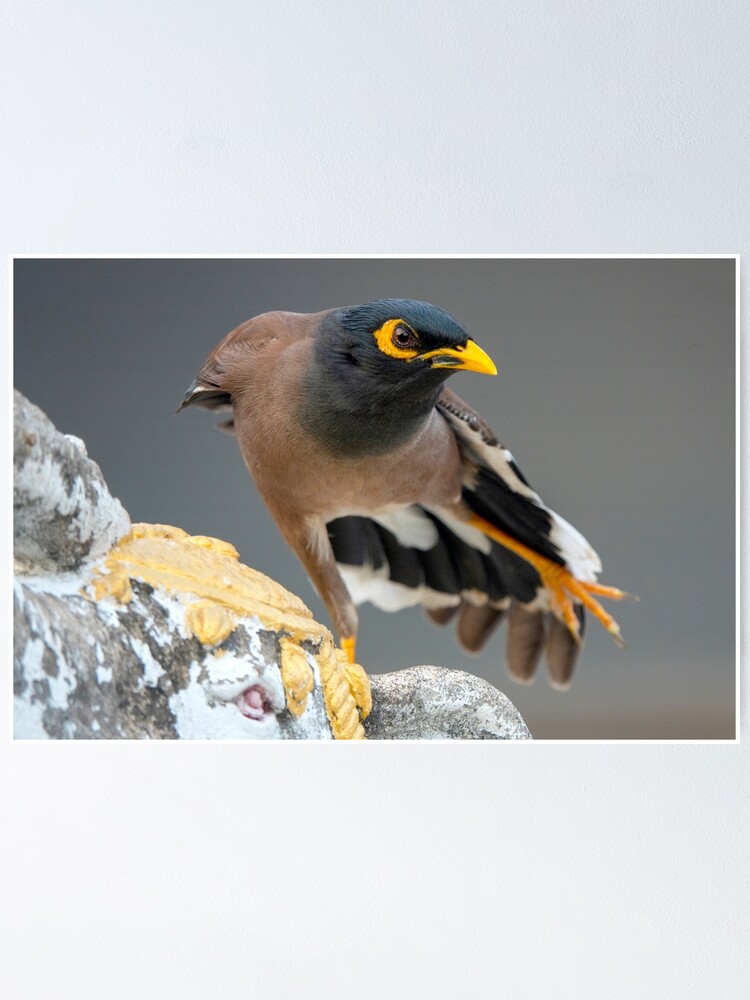 "Common myna" Poster for Sale by troianifabrizio | Redbubble