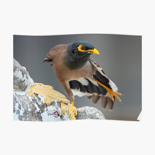 "Common myna" Poster for Sale by troianifabrizio | Redbubble