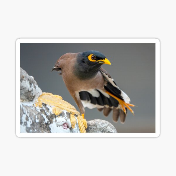 "Common myna" Sticker for Sale by troianifabrizio | Redbubble
