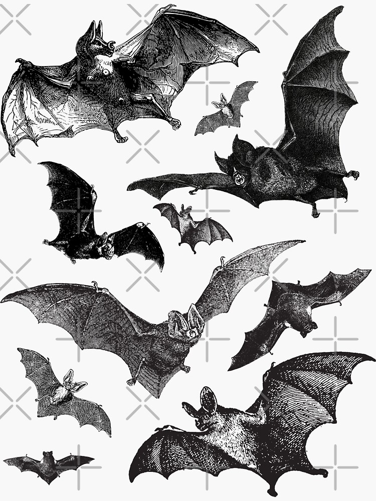"Vintage Bat Collage" Sticker for Sale by hautedangerous | Redbubble