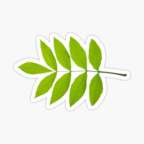 "Ash tree leaf" Sticker for Sale by AKSAMYILDIZI | Redbubble