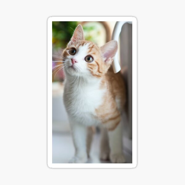 "funny cat face" Sticker for Sale by shoppingkamal | Redbubble