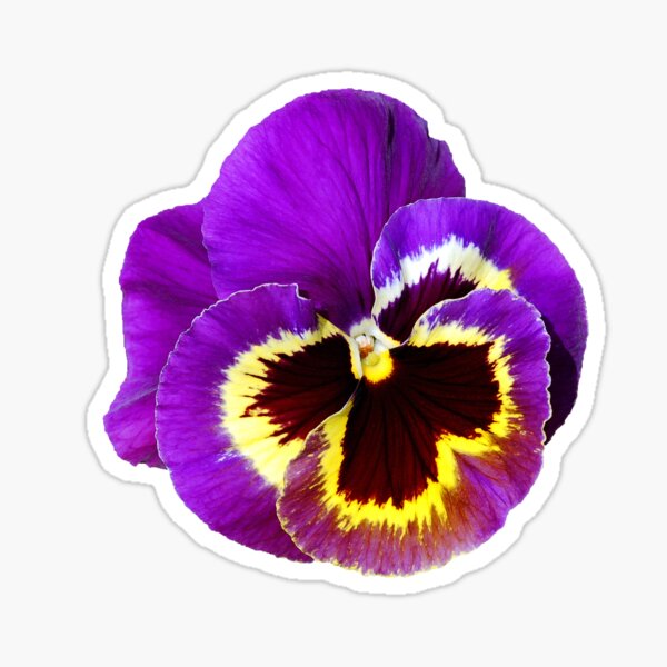 "One purple pansy" Sticker for Sale by perlphoto | Redbubble