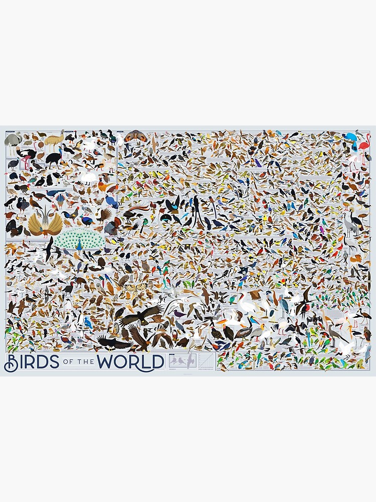 "Birds of the World" Poster for Sale by PickArts | Redbubble