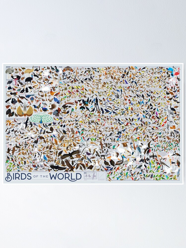"Birds of the World" Poster for Sale by PickArts | Redbubble
