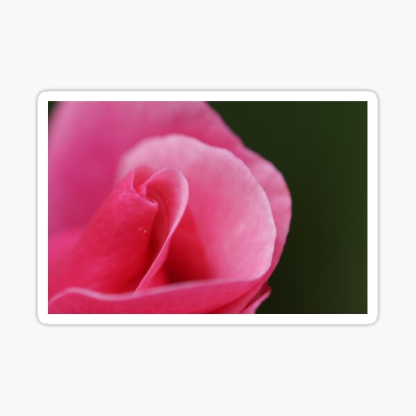 "Inside the Pink Rose" Sticker for Sale by BuyByButterfly | Redbubble