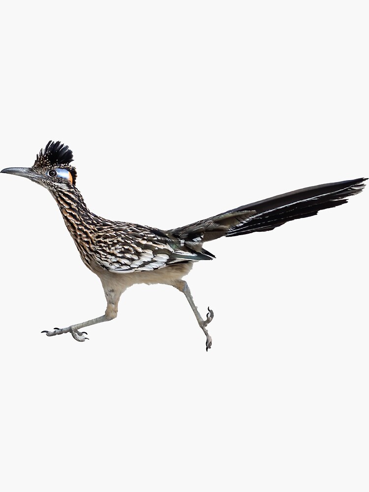 "Roadrunner running" Sticker for Sale by WendyEMiller | Redbubble