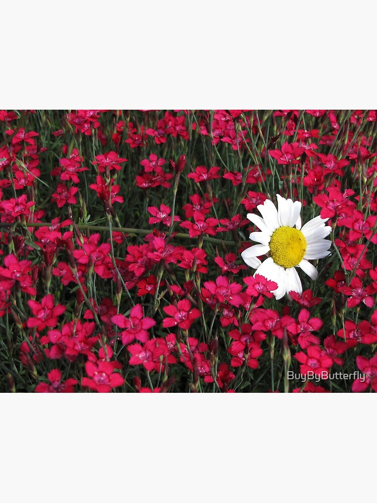 "Daisy Napping in a Field of Phlox" Poster for Sale by BuyByButterfly ...