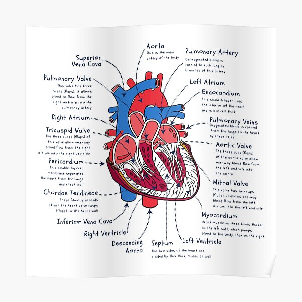 "Detailed Heart Anatomy Chart " Poster for Sale by FunckyDesigns ...