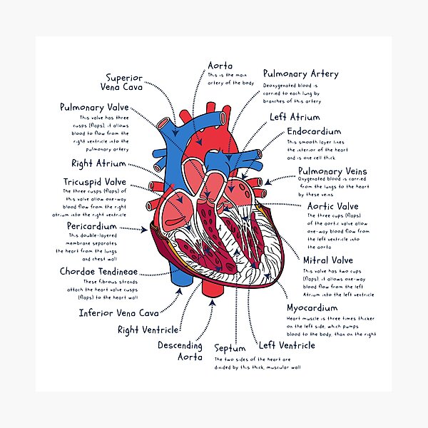 "Detailed Heart Anatomy Chart " Photographic Print for Sale by ...