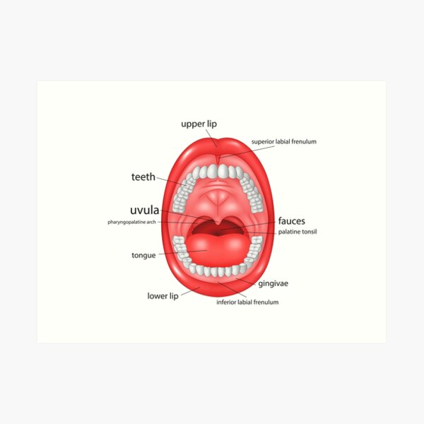 "Detailed Human Mouth Anatomy Chart" Art Print for Sale by ...