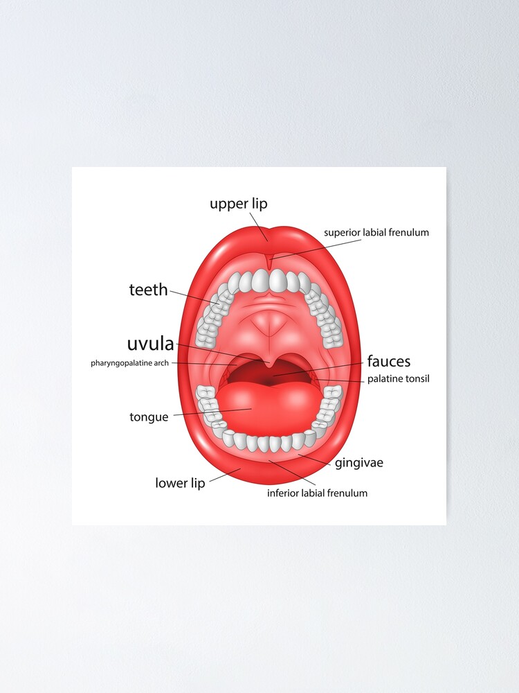 "Detailed Human Mouth Anatomy Chart" Poster for Sale by FunckyDesigns ...
