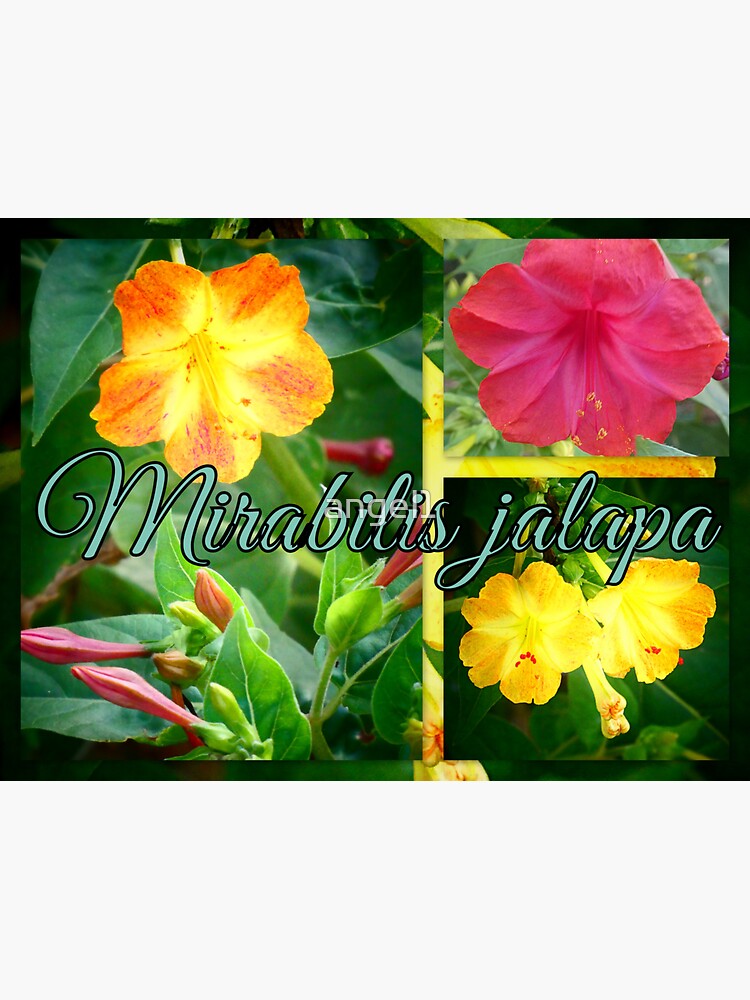 "Mirabilis jalapa" Sticker for Sale by angel1 | Redbubble