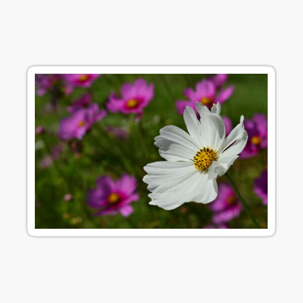 "IndianAgro Cosmos Flower" Sticker for Sale by ramaraofx | Redbubble