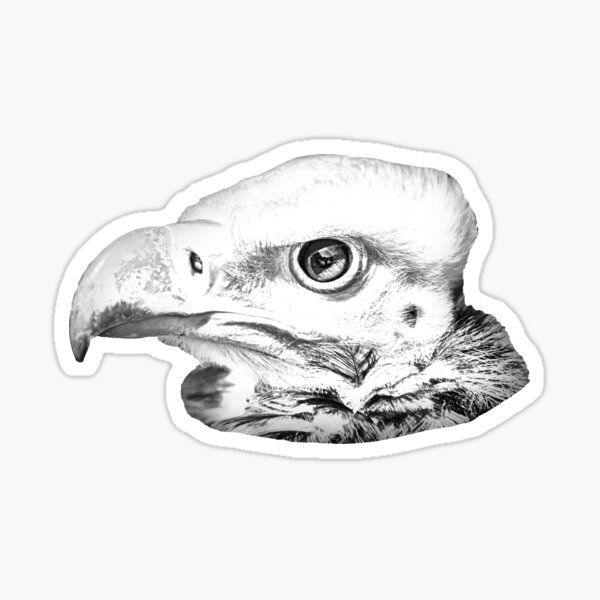 "Drawing conversion of a White Faced Vulture" Sticker for Sale by Dalyn ...