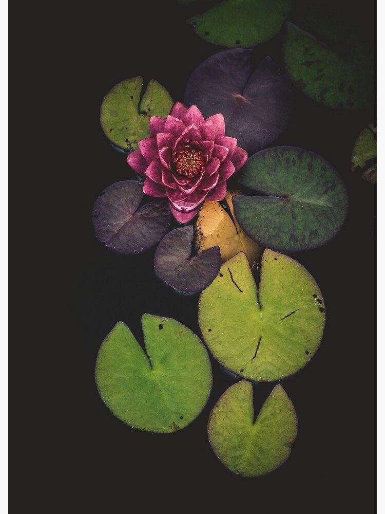 "Floaters" Poster for Sale by alanshapiro | Redbubble