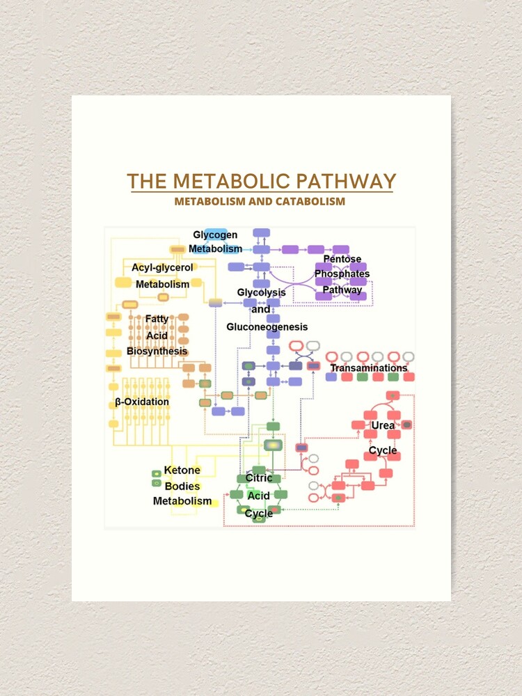 "Metabolic Pathway illustration" Art Print for Sale by ScienceStores ...