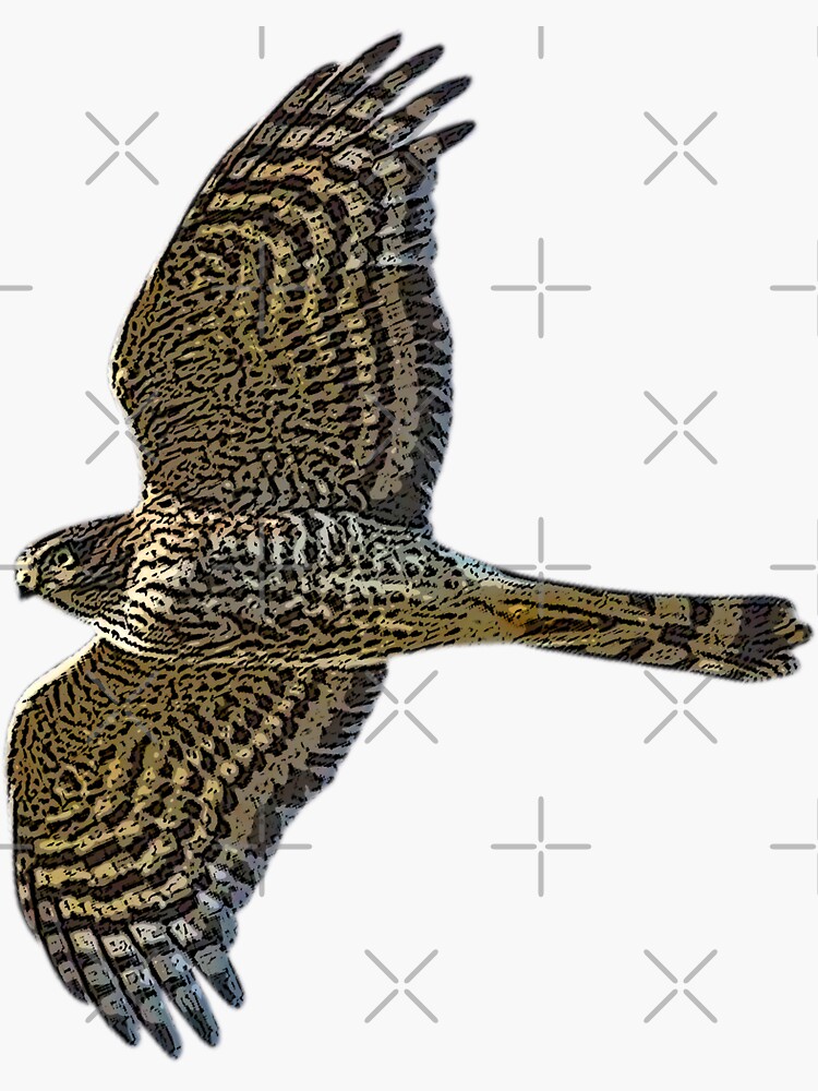 " A Red Shouldered Hawk Color Design Painting Print" Sticker for Sale ...