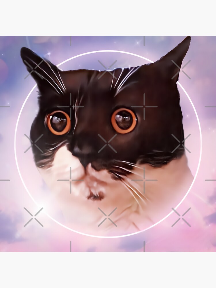 "Confused cat meme" Sticker for Sale by WeDesignBest | Redbubble