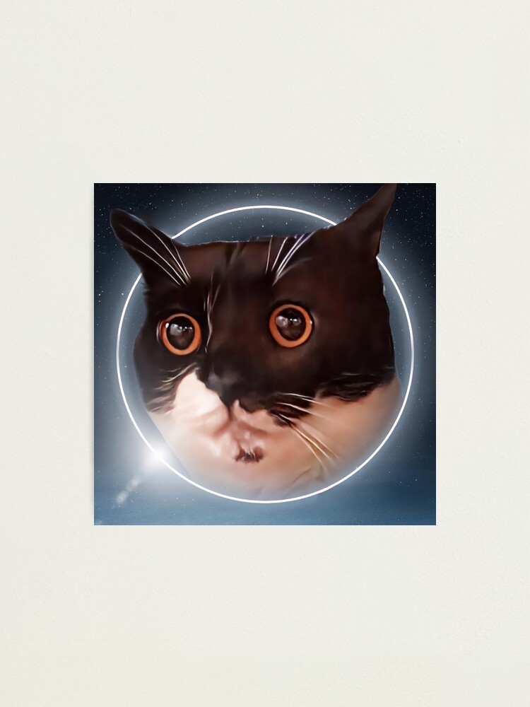 "Confused black and white cat meme" Photographic Print for Sale by ...