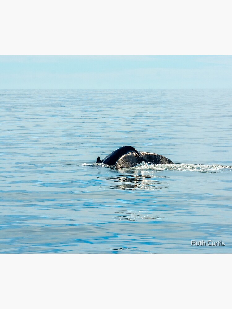 "Small Whale Tail" Poster for Sale by Ruthie33 | Redbubble