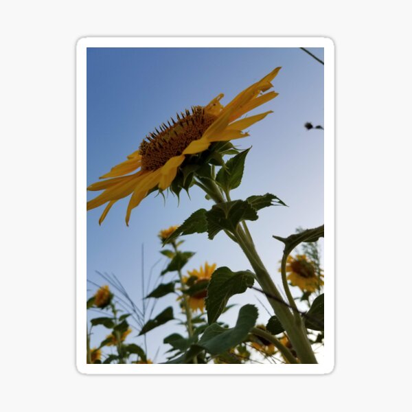 "Sunflower" Sticker for Sale by MinaBohl | Redbubble
