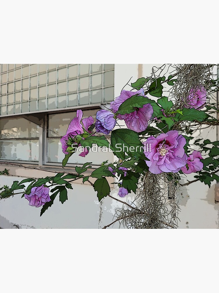 "Purple Rose of Sharon" Sticker for Sale by SandraLSherrill | Redbubble