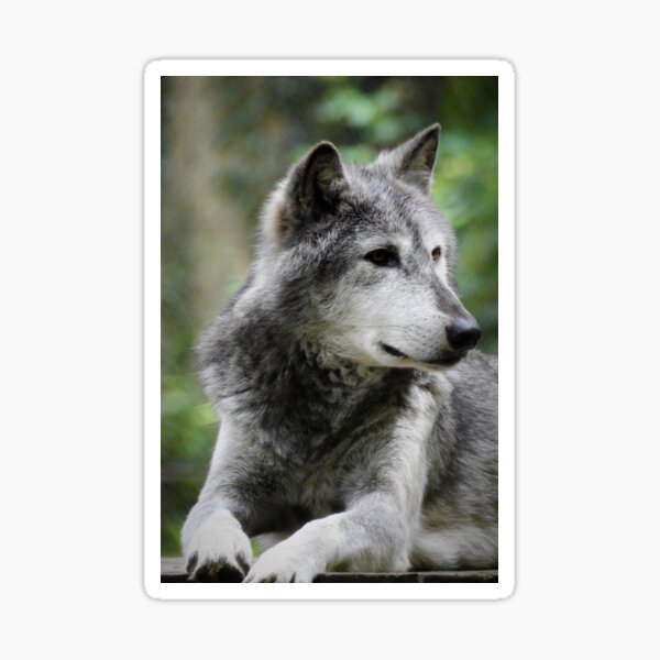 "Grey wolf " Sticker by StudioCorvid | Redbubble