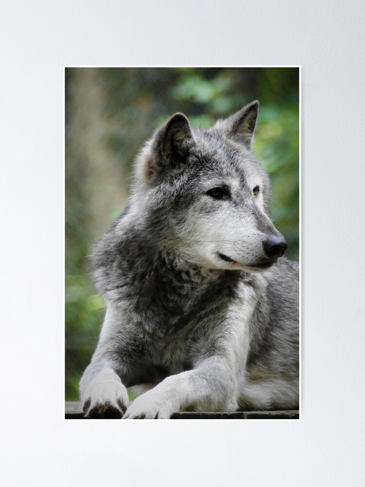 "Grey wolf " Poster by StudioCorvid | Redbubble