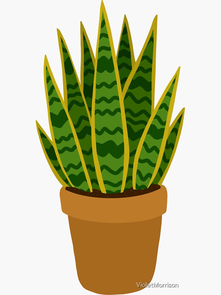 "Snake Plant Yellow Variation (Sansivera Laurentii)" Sticker for Sale ...