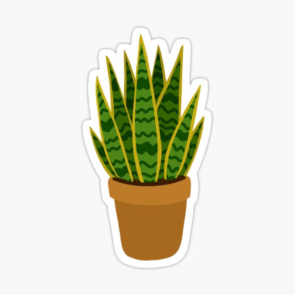 "Snake Plant Yellow Variation (Sansivera Laurentii)" Sticker for Sale ...