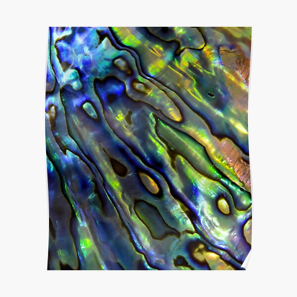 "Abstract Paua Abalone Shell Texture Pattern, Polished Paua Abalone ...