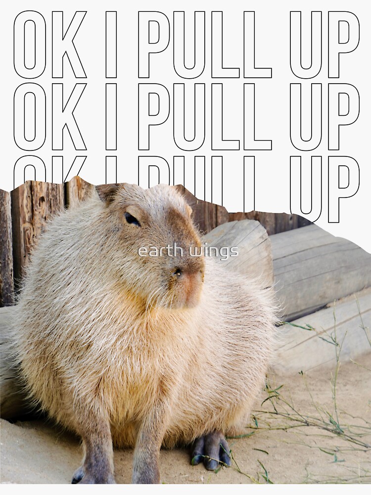 "Ok I Pull Up Capybara" Sticker for Sale by All44all | Redbubble