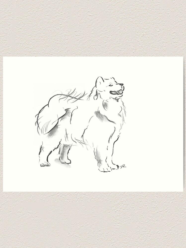 "Samoyed Drawing" Art Print for Sale by Douglas Rickard | Redbubble
