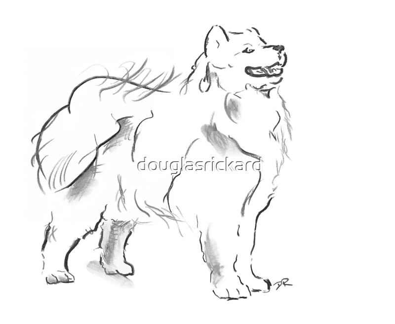 "Samoyed Drawing" by Douglas Rickard | Redbubble