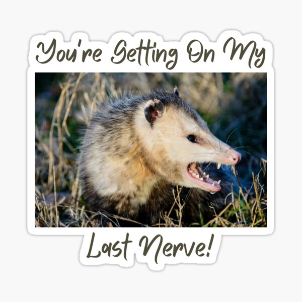 "You're Getting On My Last Nerve!" Sticker for Sale by JRHolmez | Redbubble